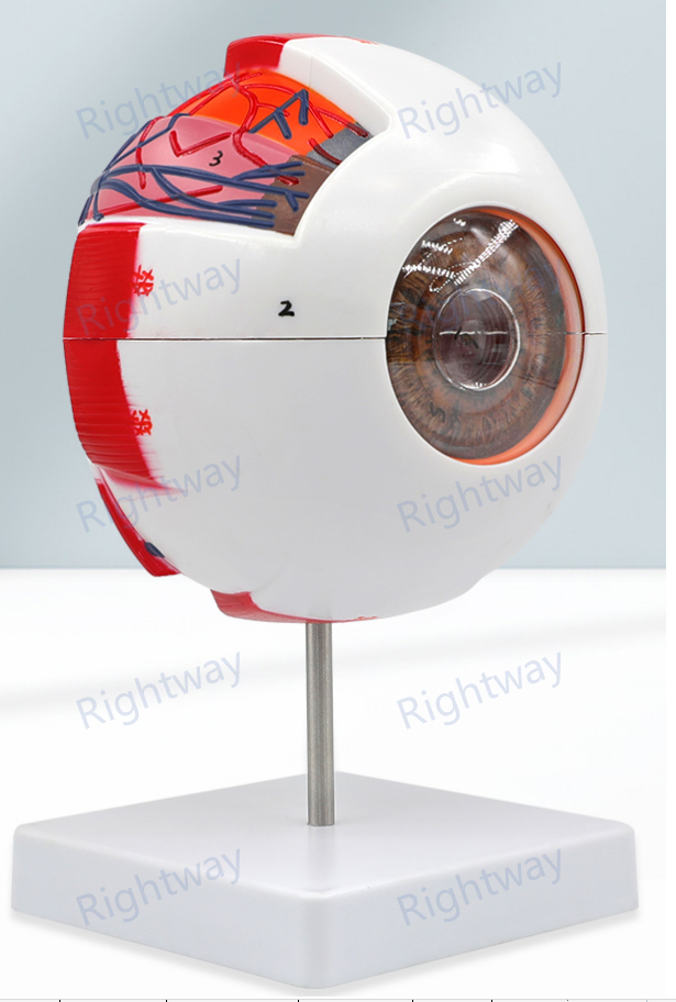 ophthalmology human eye enlargement anatomical eyeball model