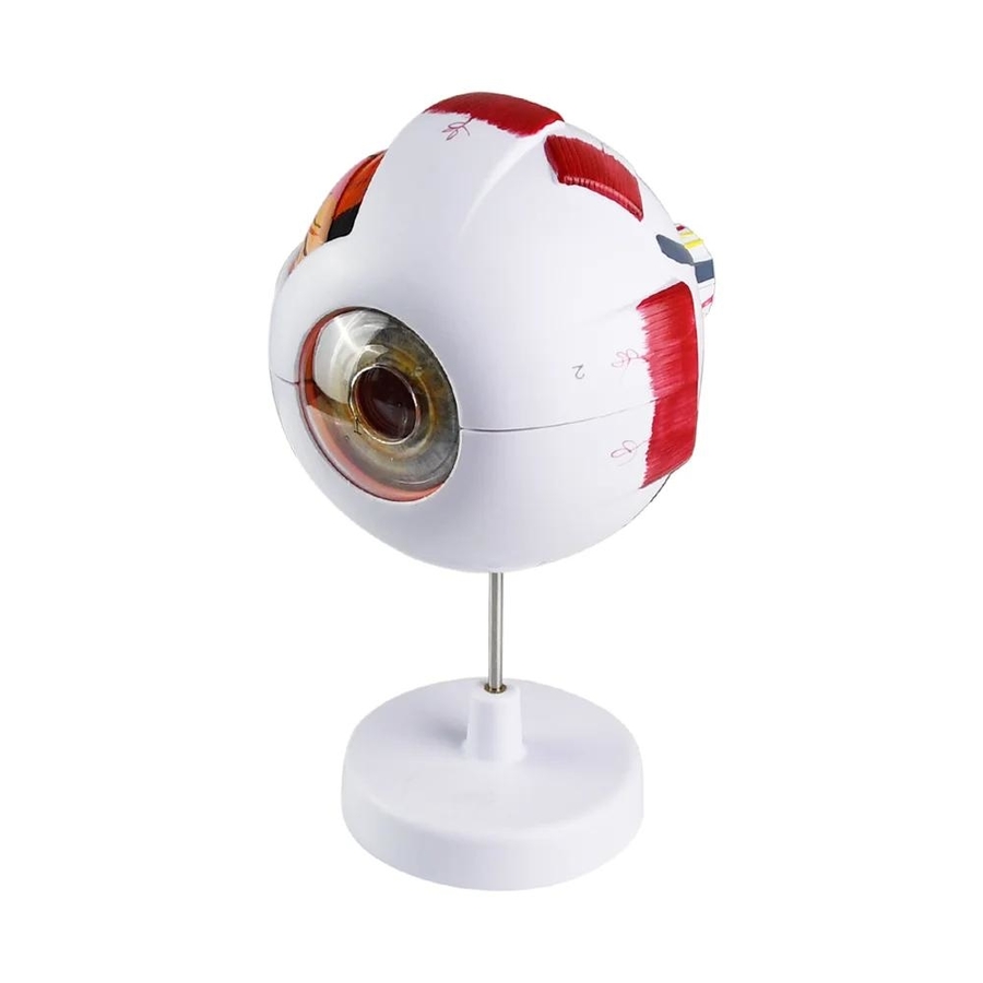New High Quality Biology 6 Times Human Eyeball Model Giant Eye Model ...
