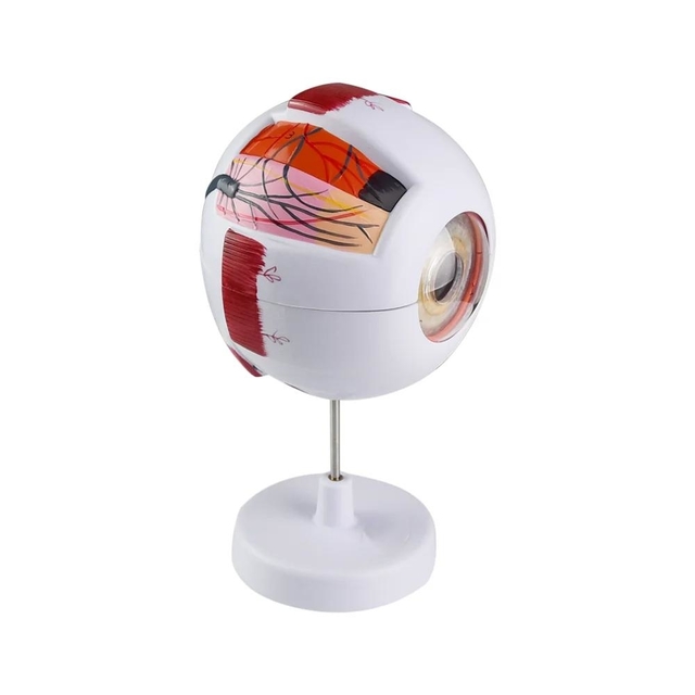 New High Quality Biology 6 Times Human Eyeball Model Giant Eye Model ...