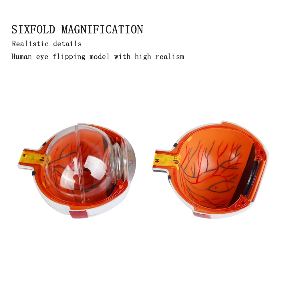 New High Quality Biology 6 Times Human Eyeball Model Giant Eye Model ...