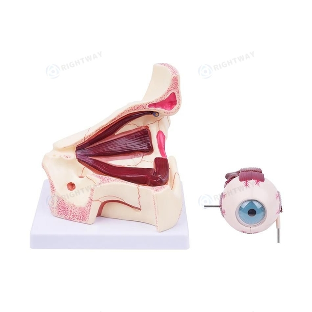 New Biology 3 Times Human Eye Enlargement Model Giant Anatomy Eyeball ...
