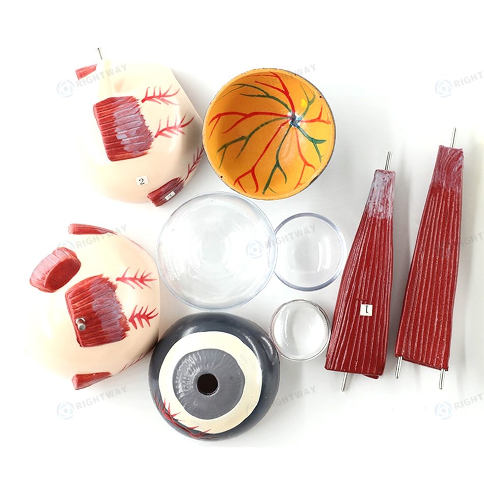 High Quality Human Eye Model Human Eye Demonstration Teaching Prop ...
